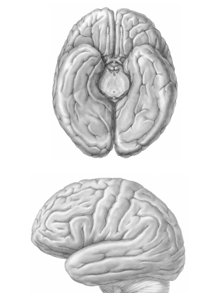 Caras Del Cerebro p9 | PDF
