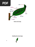 Clasificación de Las Hojas Por Su Forma | PDF
