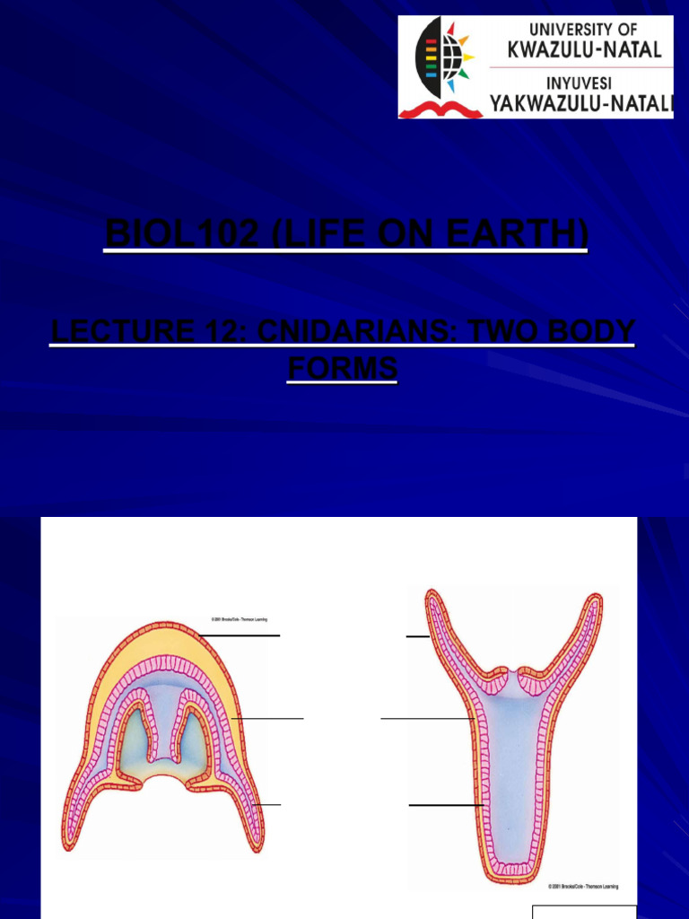 Lect 12 Cnidarians Two Body Forms (2019) | PDF