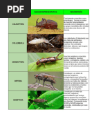 Principales Ordenes de Los Insectos | PDF | Insectos | Mosca