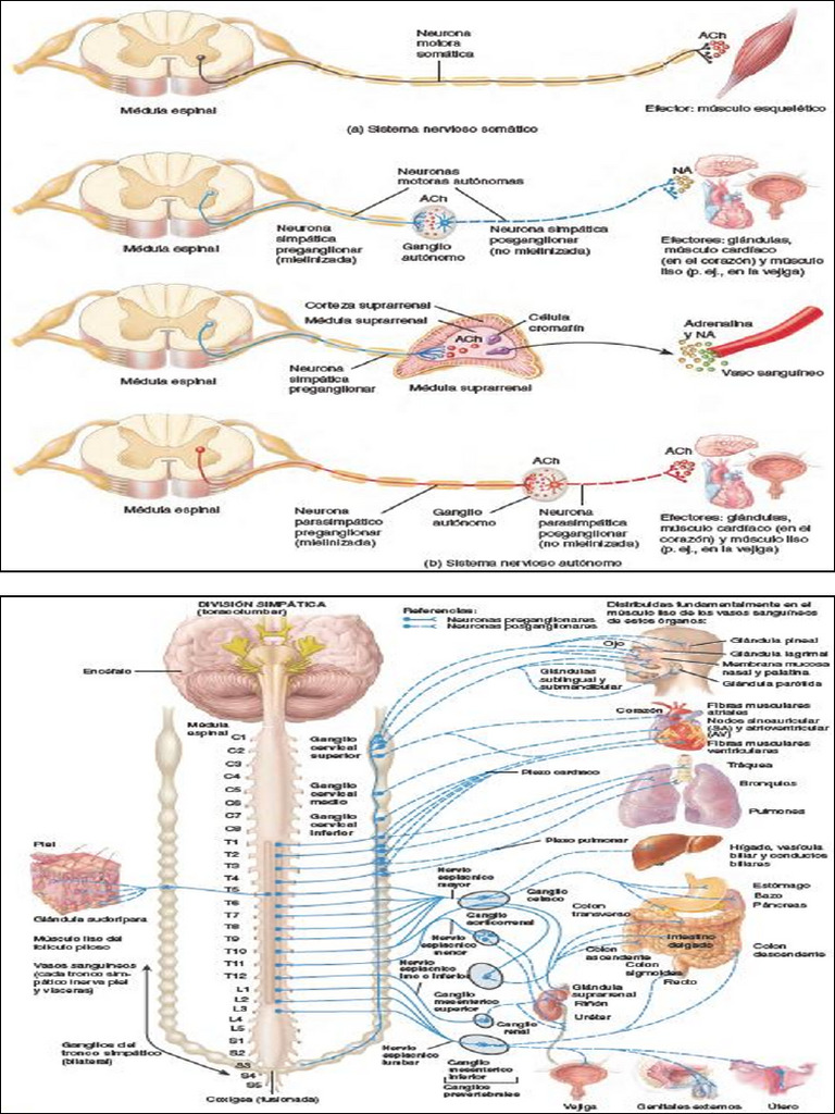 Puente de Varolio | PDF