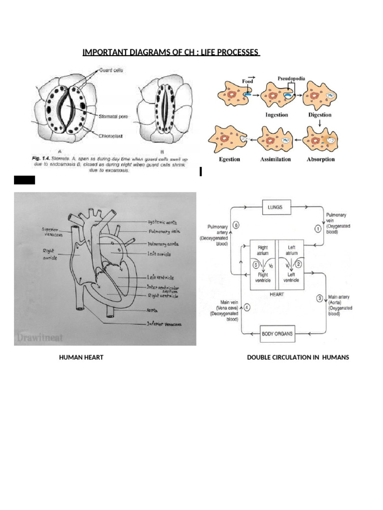 1.diagrams of Life Processes | PDF