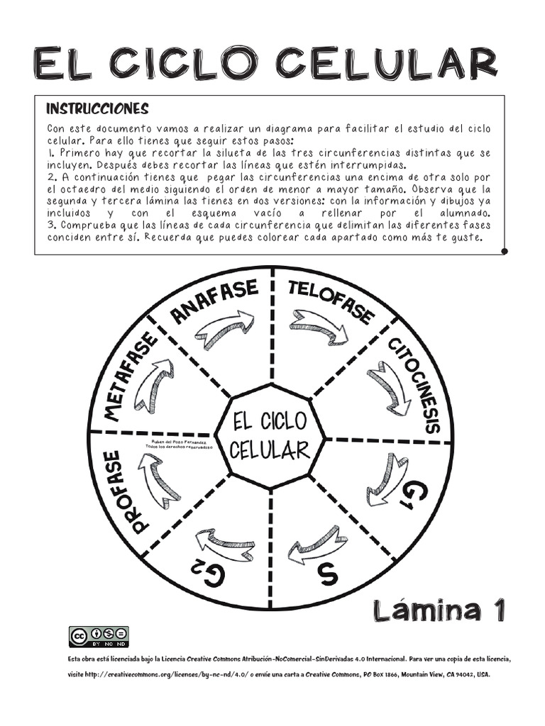 Diagrama del Ciclo Celular para Colorear | PDF