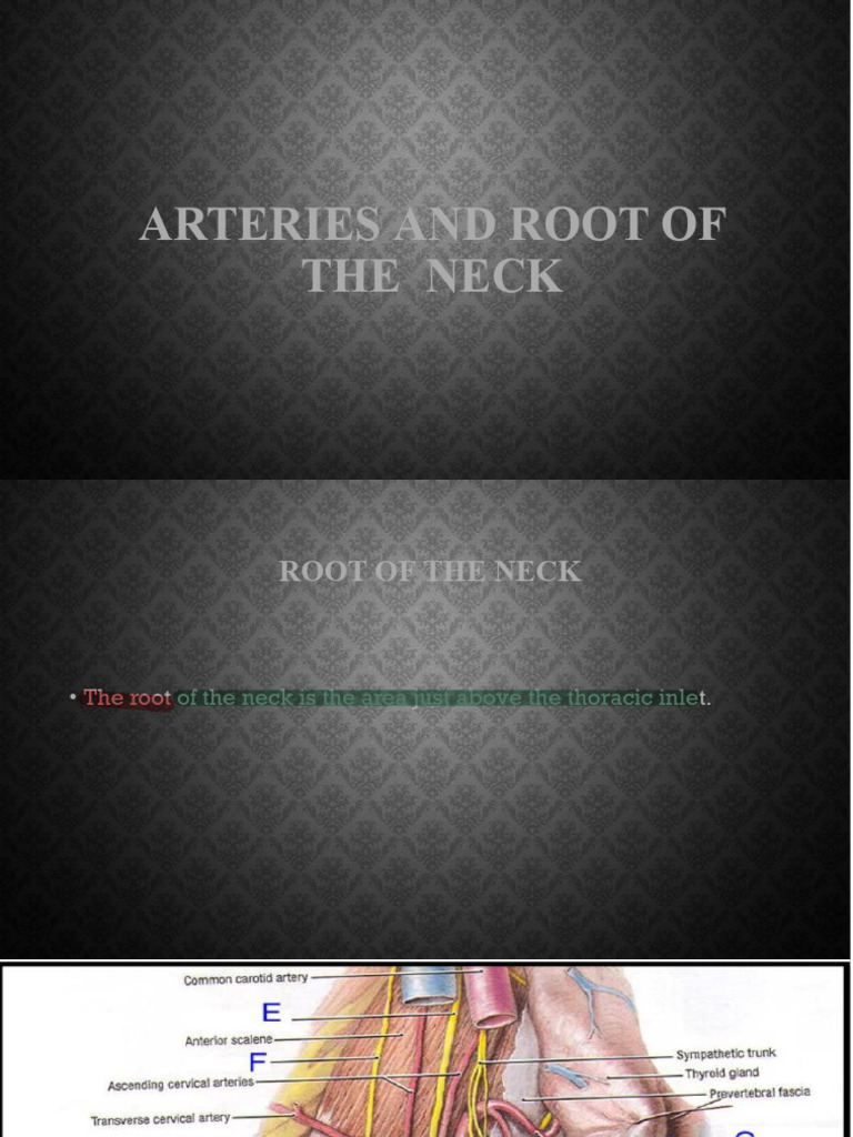 Anatomy of Neck Vessels and Nerves | PDF | Common Carotid Artery | Vein