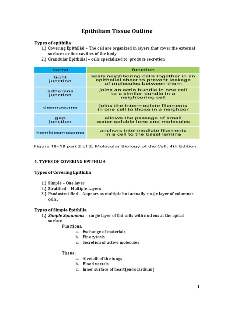 Epithiliam Tissue Outline | PDF | Epithelium | Collagen