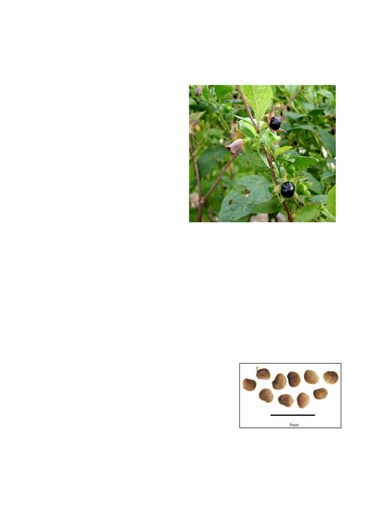 Cultivation and Uses of Belladonna | PDF | Horticulture | Plants