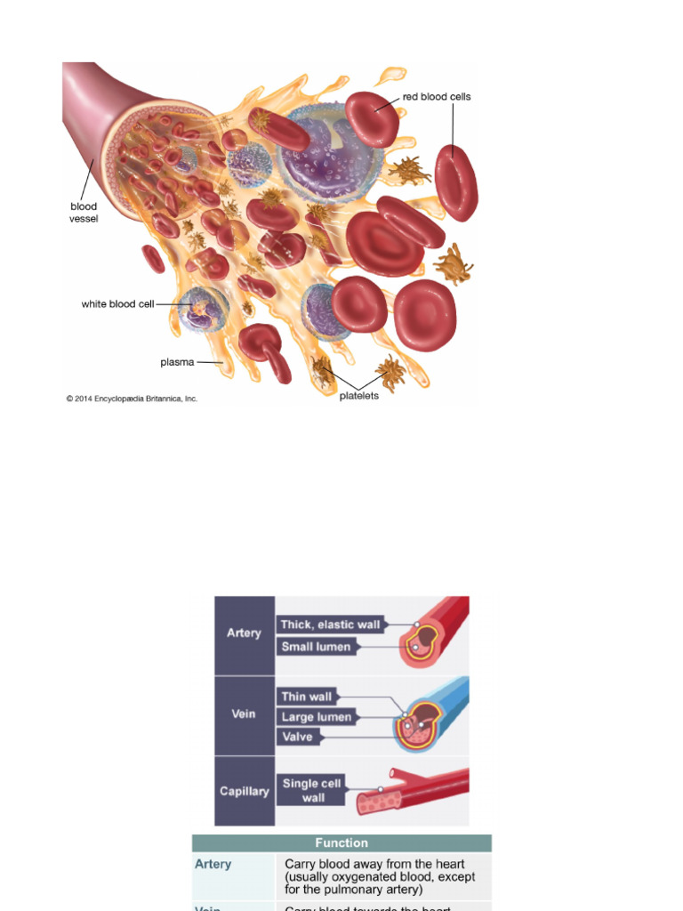 Blood Vessels Heart Diagrams | PDF