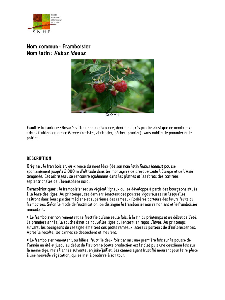 Fiche Plante Framboisier | PDF