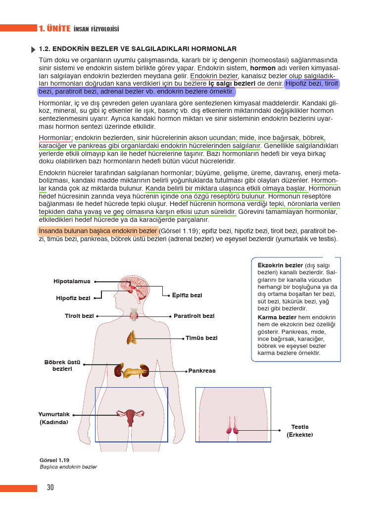 Video Endokrin Sistem | PDF