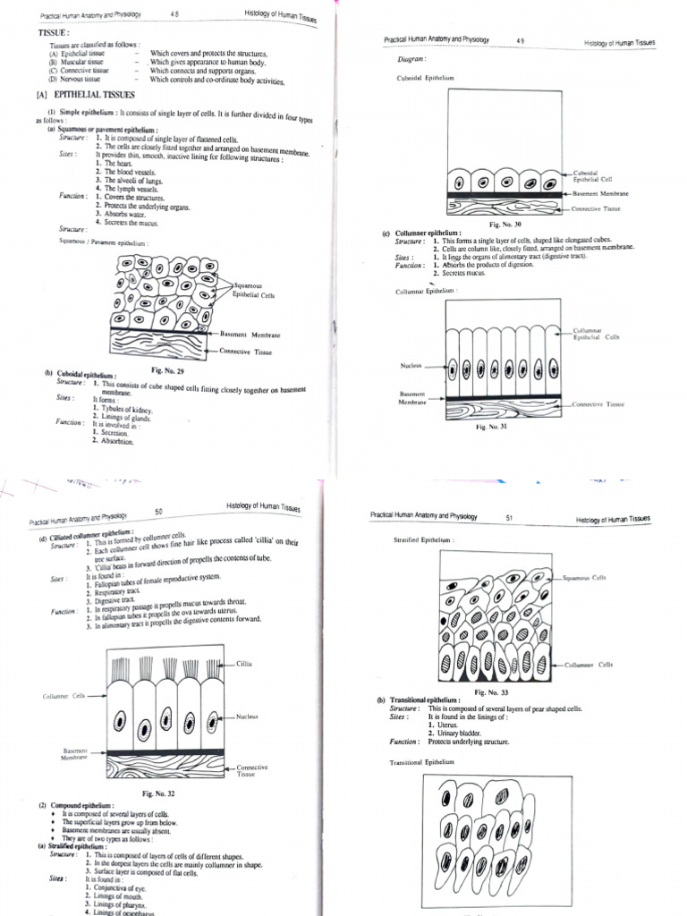 Experiment Tissue Diagram | PDF | Epithelium | Muscle