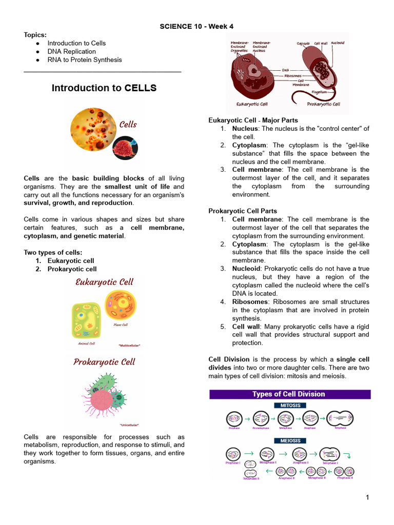 WEEK 4. DNA - RNA - Protein Synthesis | PDF | Rna | Translation (Biology)