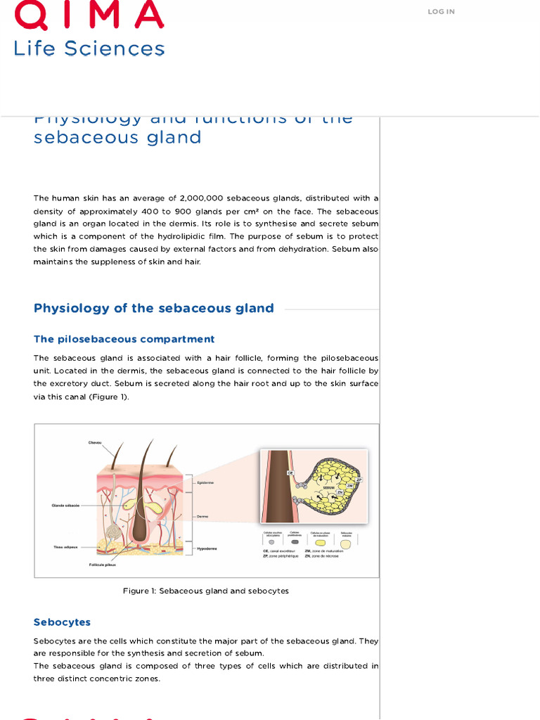 Physiology and Functions of The Sebaceous Gland - Bioalternatives | PDF ...