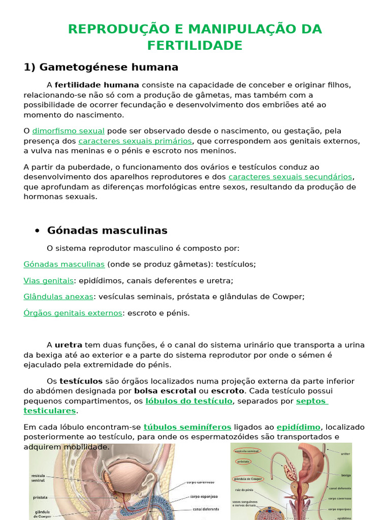 Fertilidade Humana: Gametogénese e Hormonas | PDF | Menstruação | Ciclo ...