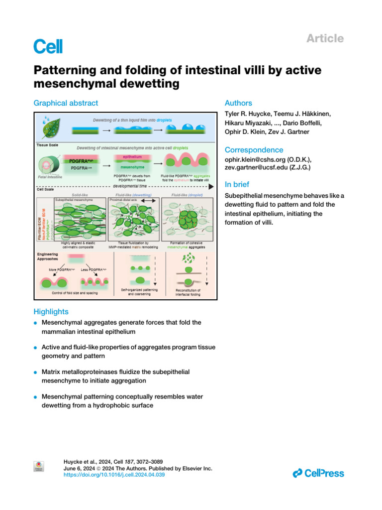 JC7 Huycke, 2024 | PDF | Morphogenesis | Epithelium
