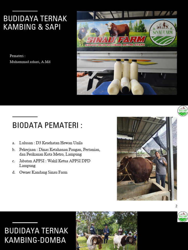 Budidaya Ternak Kambing & Sapi - 2 | PDF