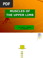 Membrum Superius (Forearm - Hand) | PDF | Thumb | Limbs (Anatomy)