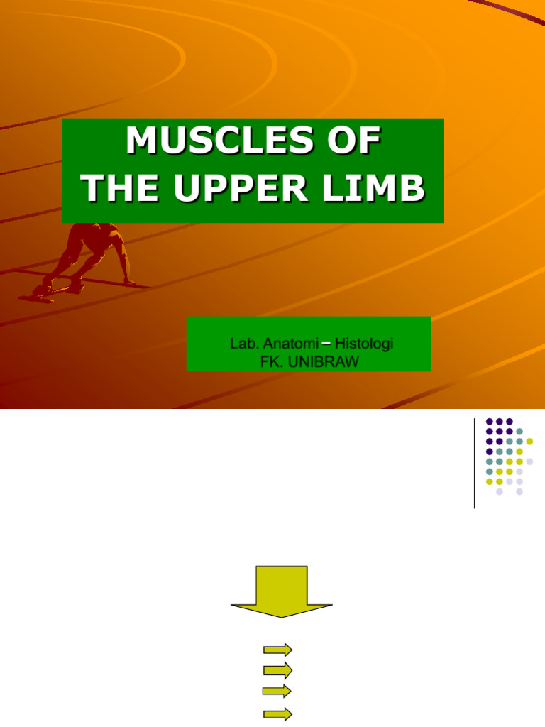 4 Musculus Extremitas Sup | PDF | Thumb | Arm