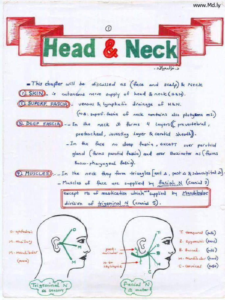 Head N Neck-2 | PDF