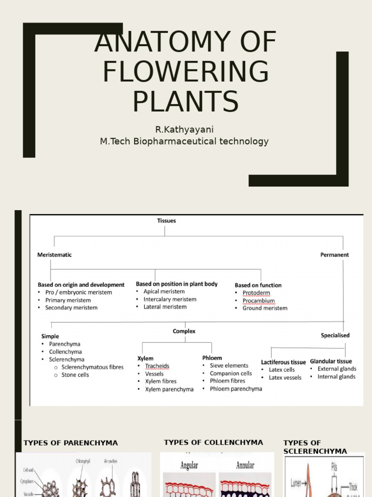 Anatomy of Flowering Plants Overview | PDF | Plant Stem | Tissue (Biology)