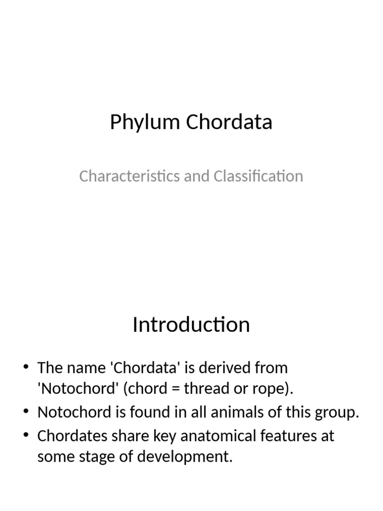 Phylum Chordata Presentation | PDF