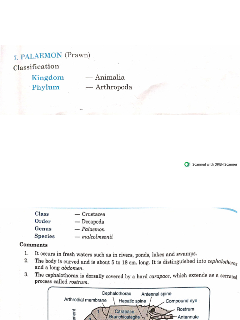 Prawn | PDF