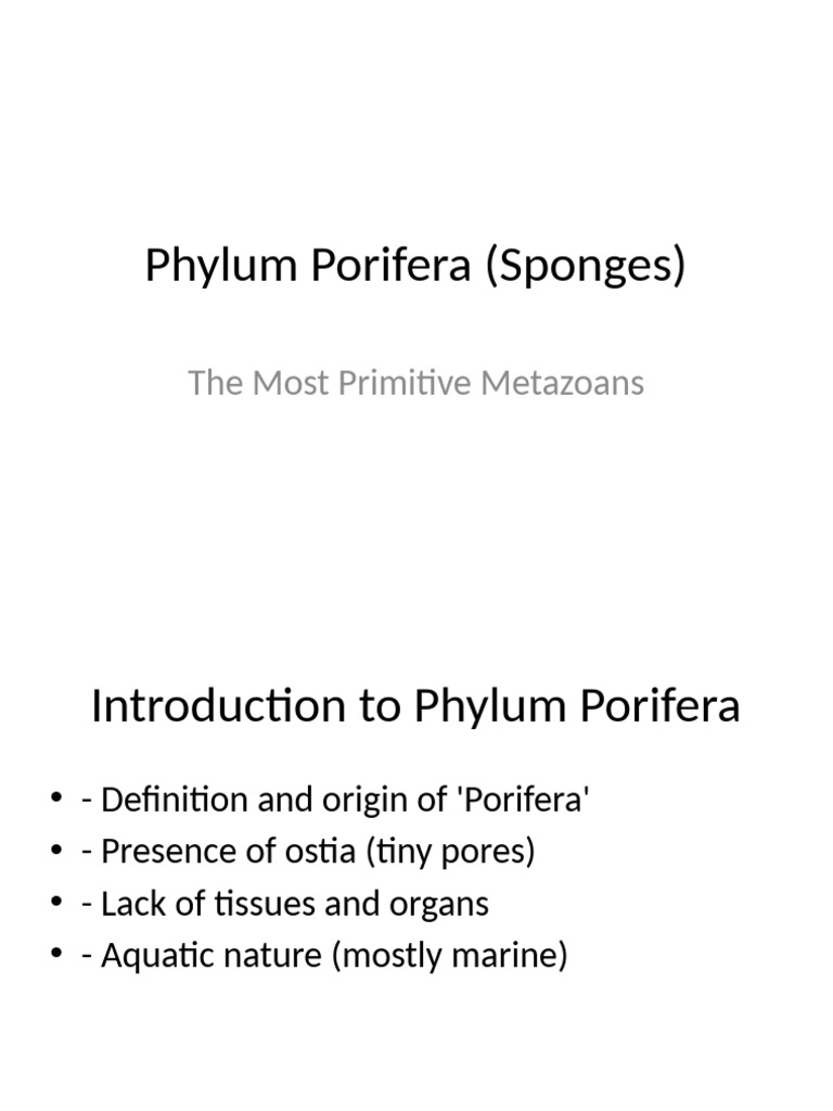 Phylum Porifera Presentation | PDF