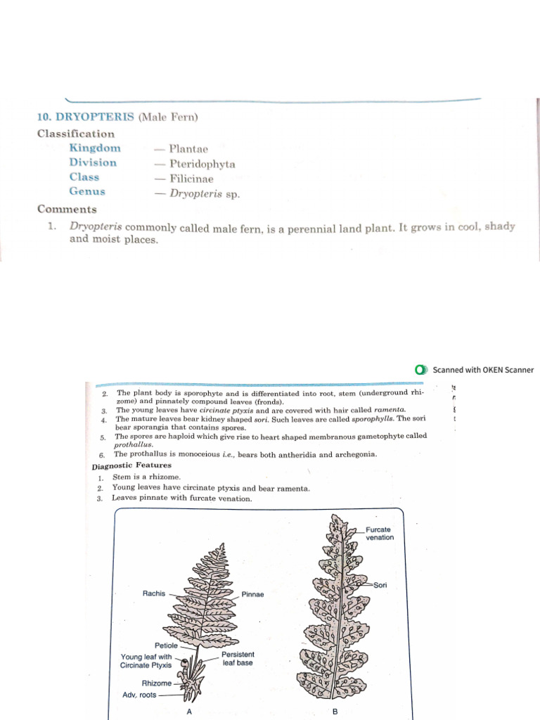 Male Fern | PDF