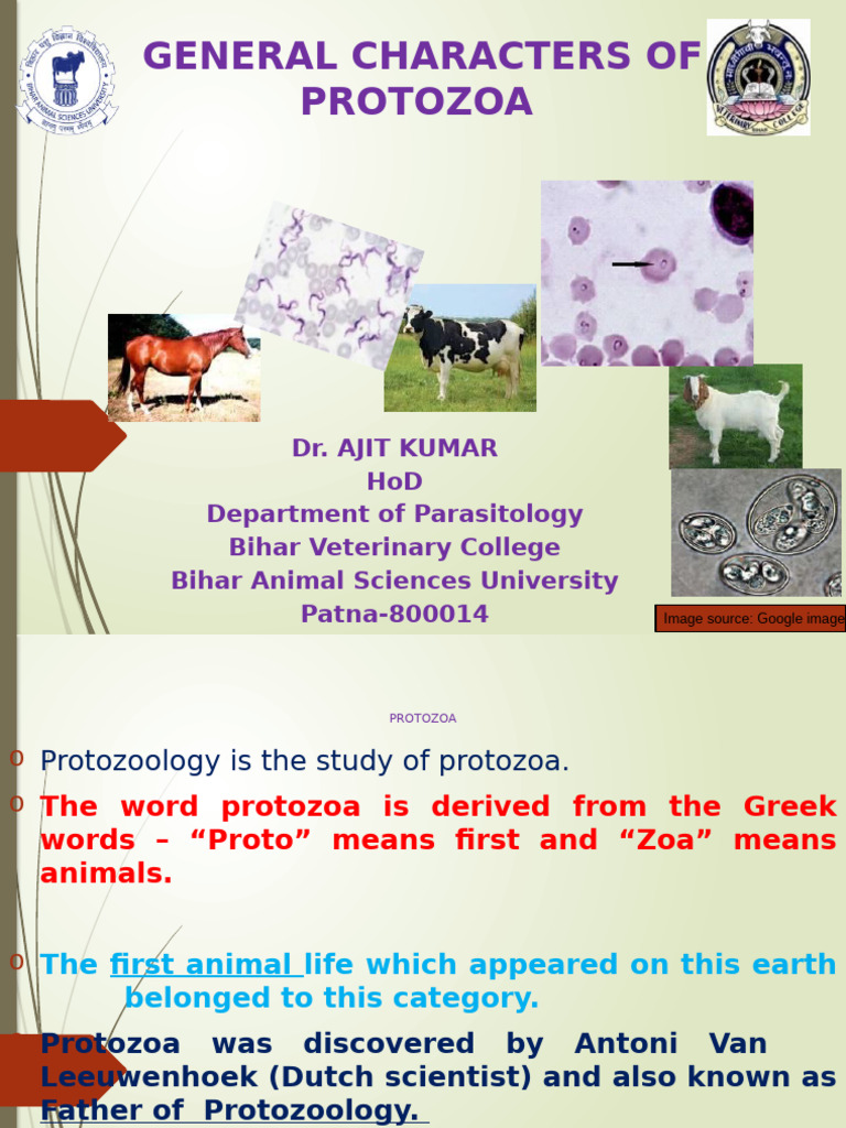 General Caracters of Protozoa | PDF | Protozoa | Cell Nucleus