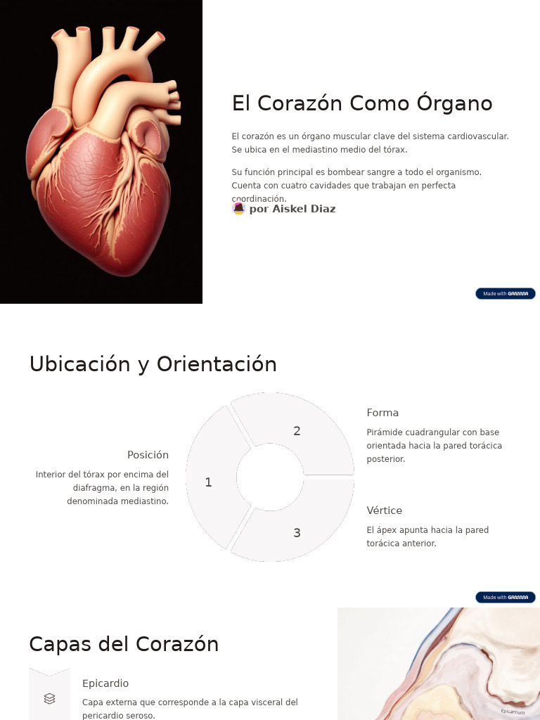 El Corazon Como Organo | PDF | Corazón | Sistema circulatorio