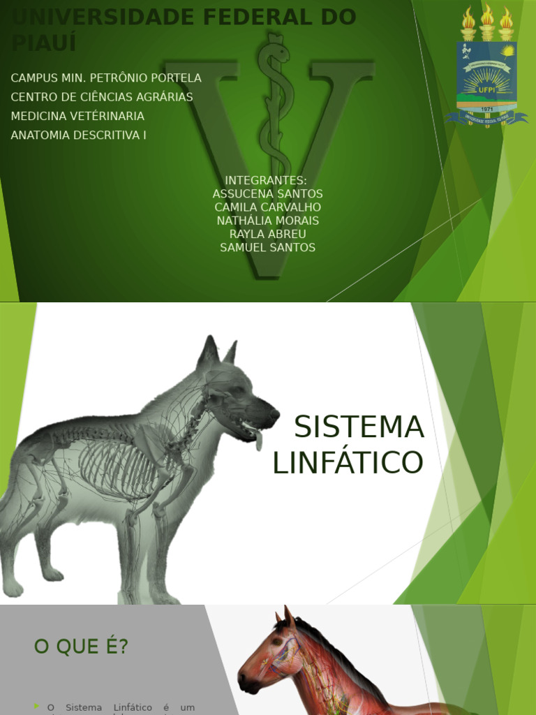 Sistema Linfático, Anadomia Descritiva Animal 1 - Baço, Timo ...