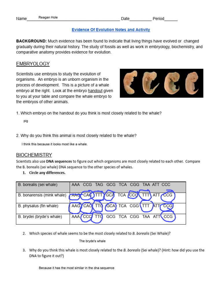 Kami Export - Evidence of Evolution Notes and Activity | PDF | Arm ...