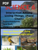 Daintree Rainforest Food Web Overview | PDF