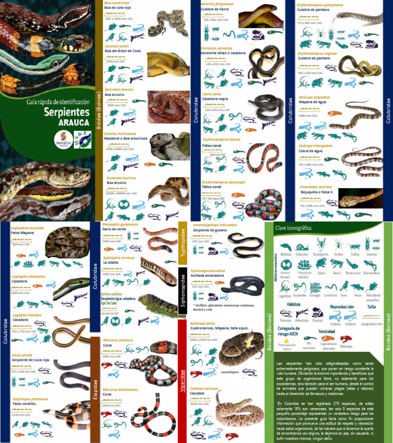Guía sobre serpientes en Colombia | PDF | Serpiente | Aletinofidia
