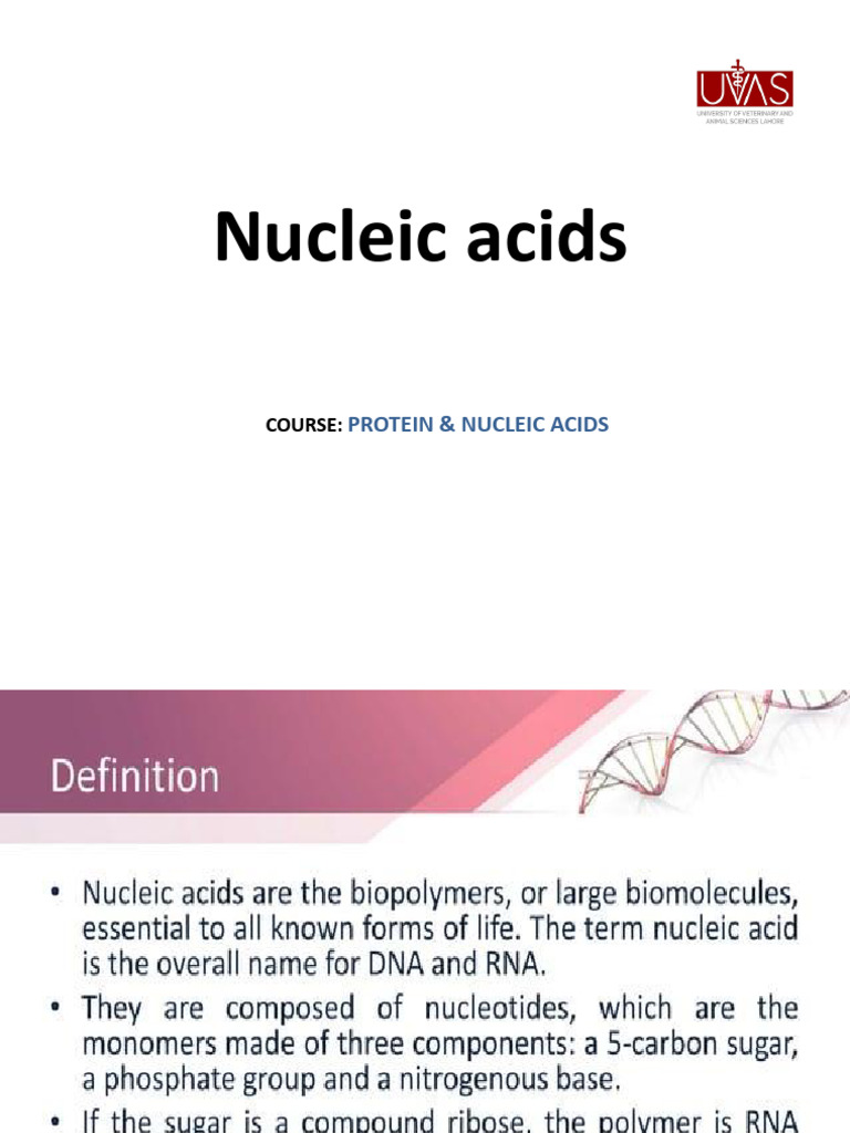 Nucleic Acids | PDF