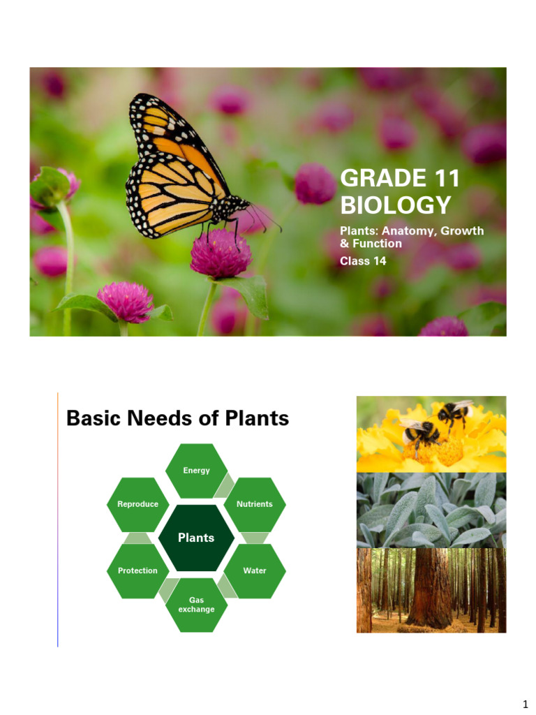 Class14 G11 Biology Lesson | PDF | Plant Stem | Leaf