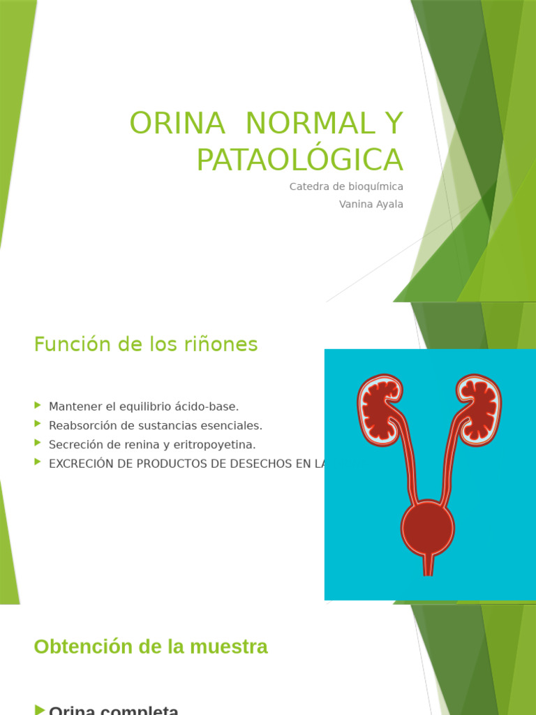 TP 5 Orina Normal y Pataolã - Gica | PDF | Especialidades Medicas | Riñón