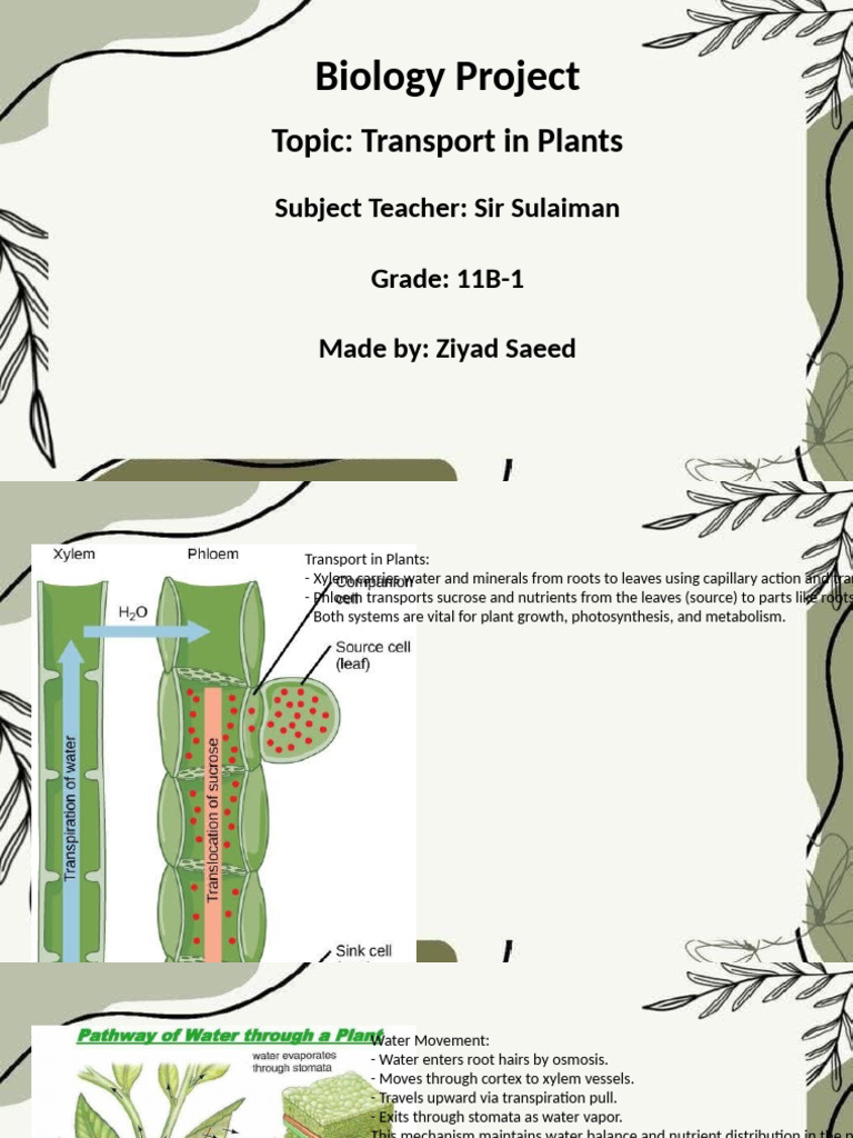 Biology Transport in Plants Ziyad | PDF