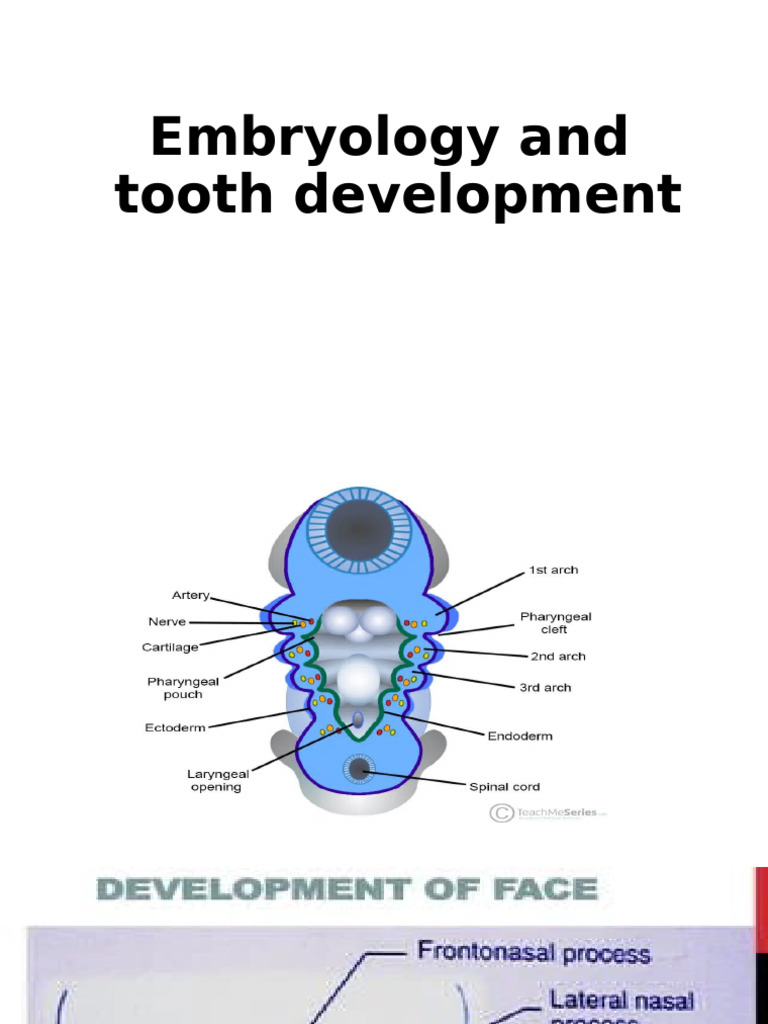 Embryology and Tooth Development | PDF
