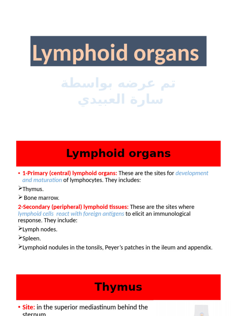 Thymus, Lymph Nodes 2021 | PDF | Lymph Node | Lymphatic System