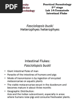 Trematode Flukes: Types and Characteristics | PDF | Zoology | Parasitology