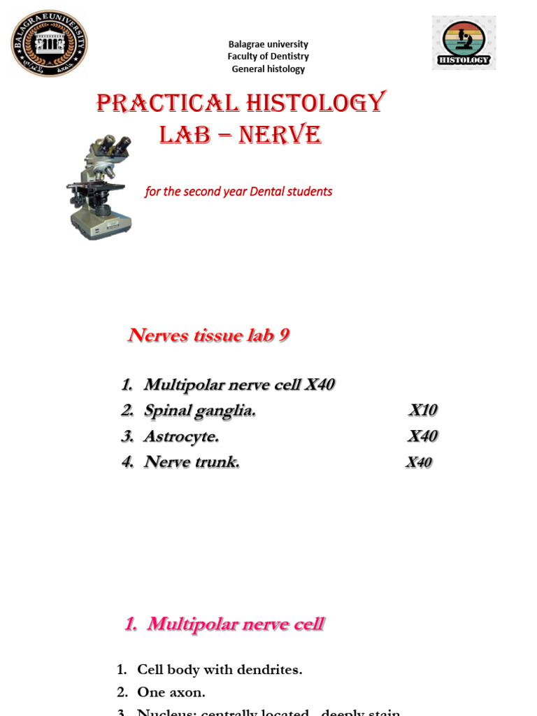 Practical Histology Lab Nerve: For The Second Year Dental Students | PDF