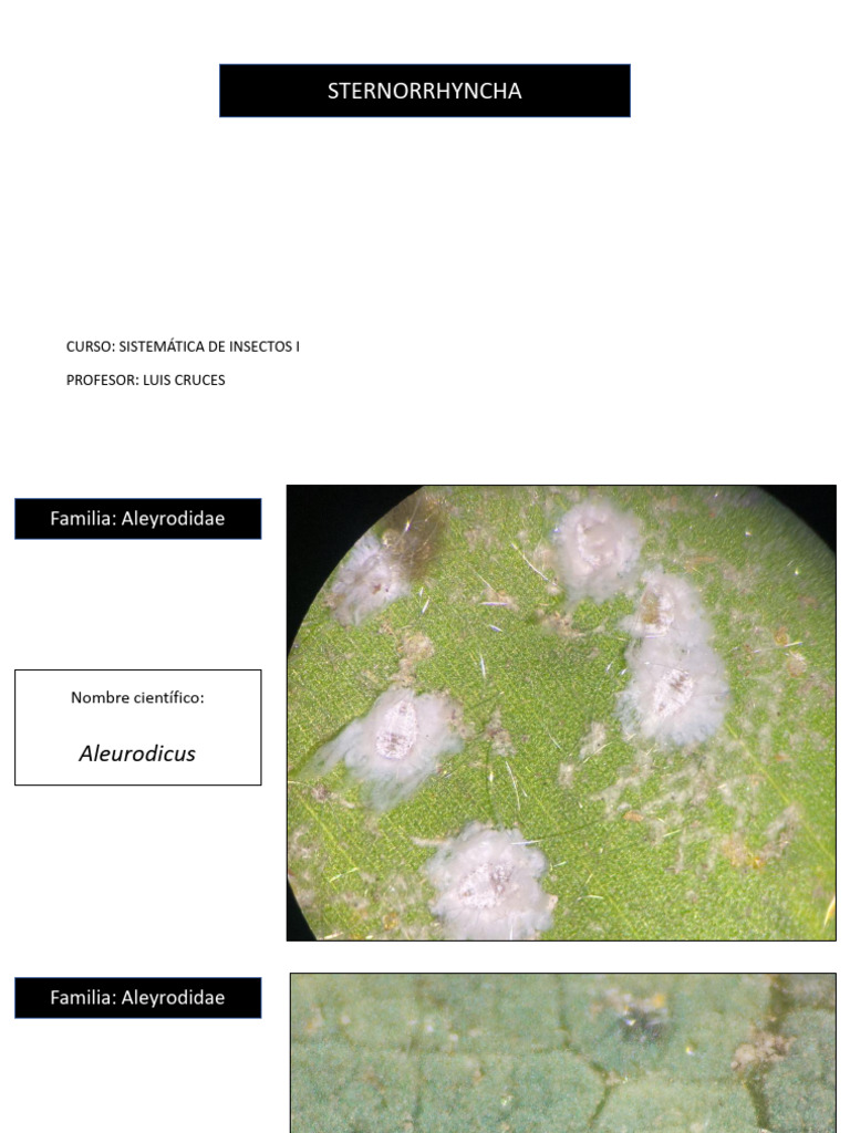 Presentación Sternorrhyncha SISTEMATICA 1 | PDF