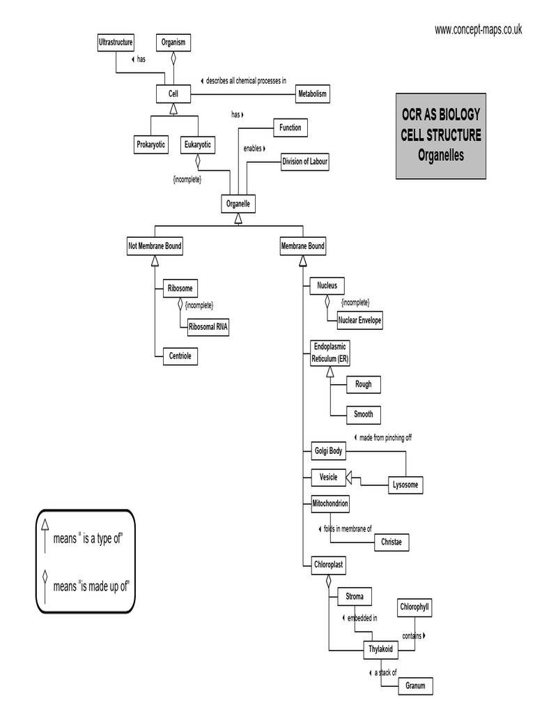 OCR As Biology - Cell Structure | PDF | Cell Membrane | Cell (Biology)