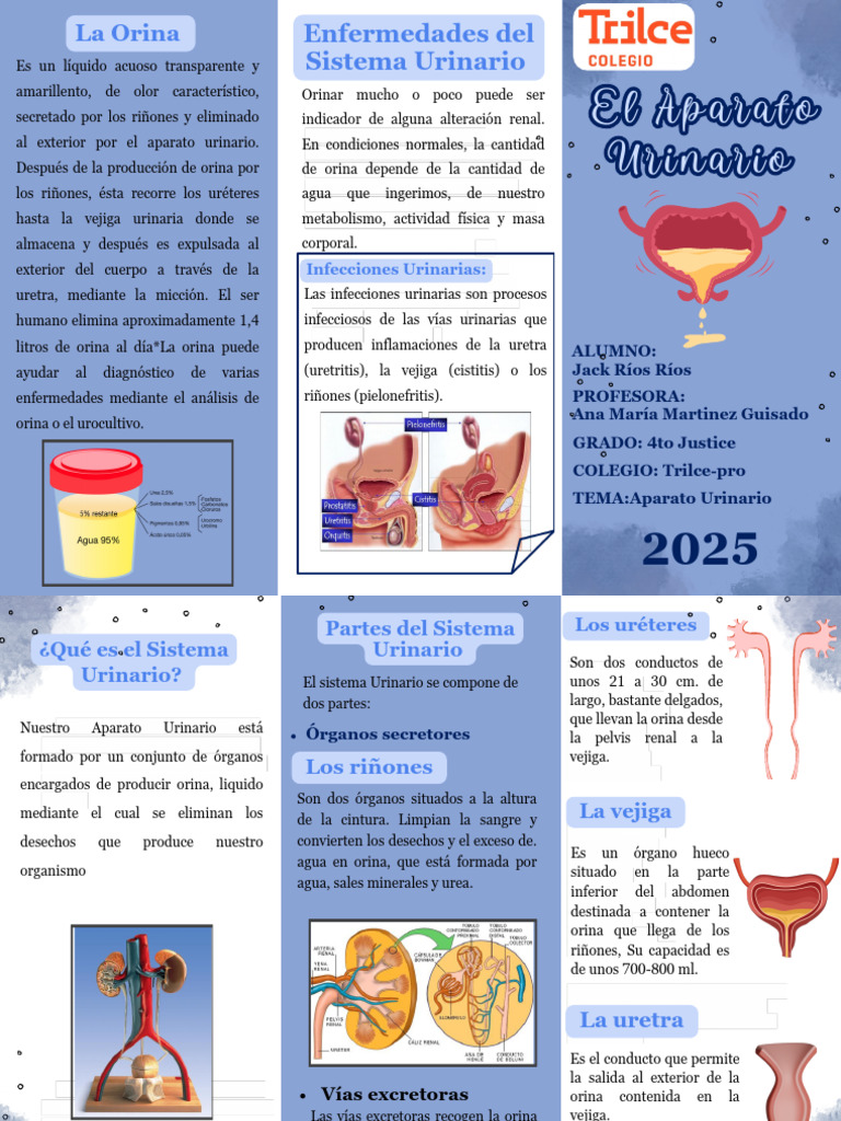 Sistema-Urinario-TRIPTICO - PDF 20250610 202551 0000 | PDF | Sistema urinario | Orina