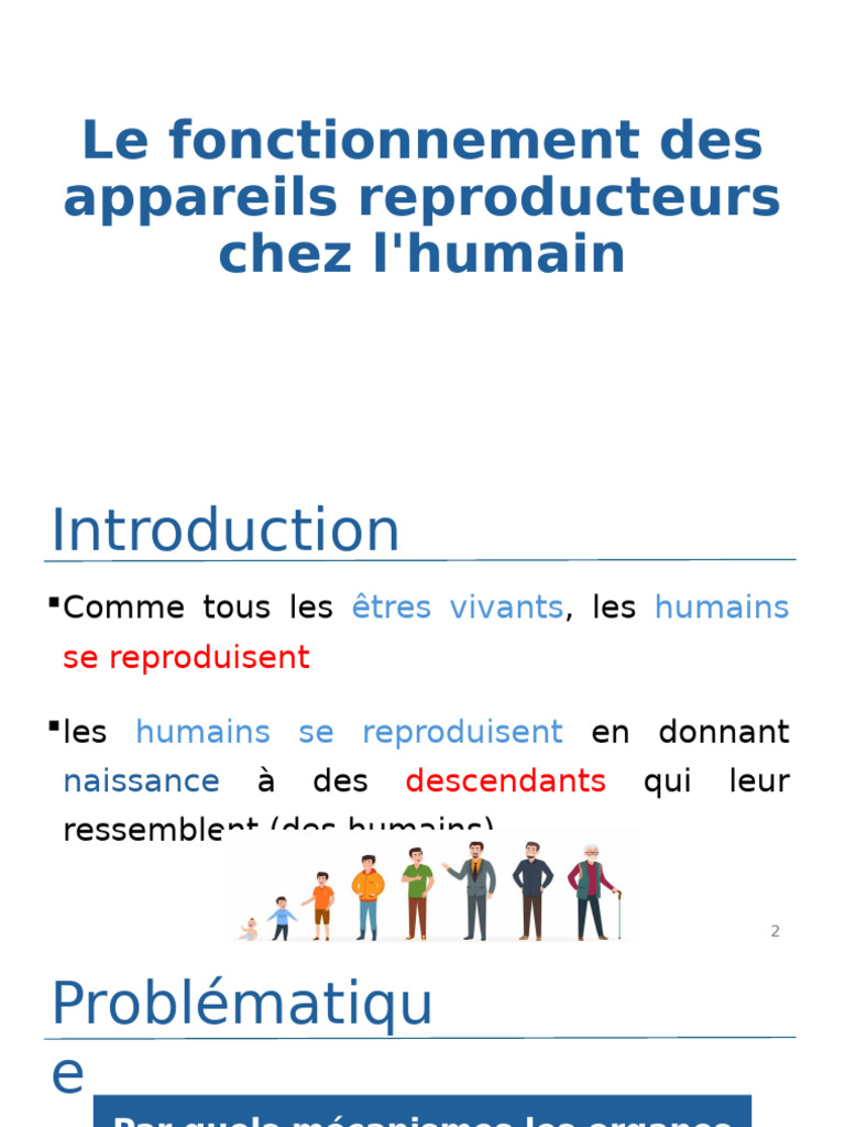 Fonctionnement des appareils reproducteurs humains | PDF | Système ...
