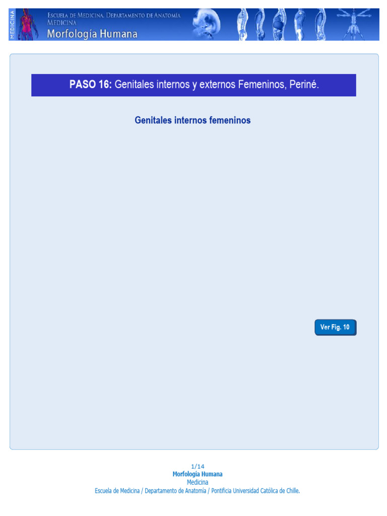 Inzulza Pelvis Genitales Internos y Externos Femeninos, Periné. | PDF ...