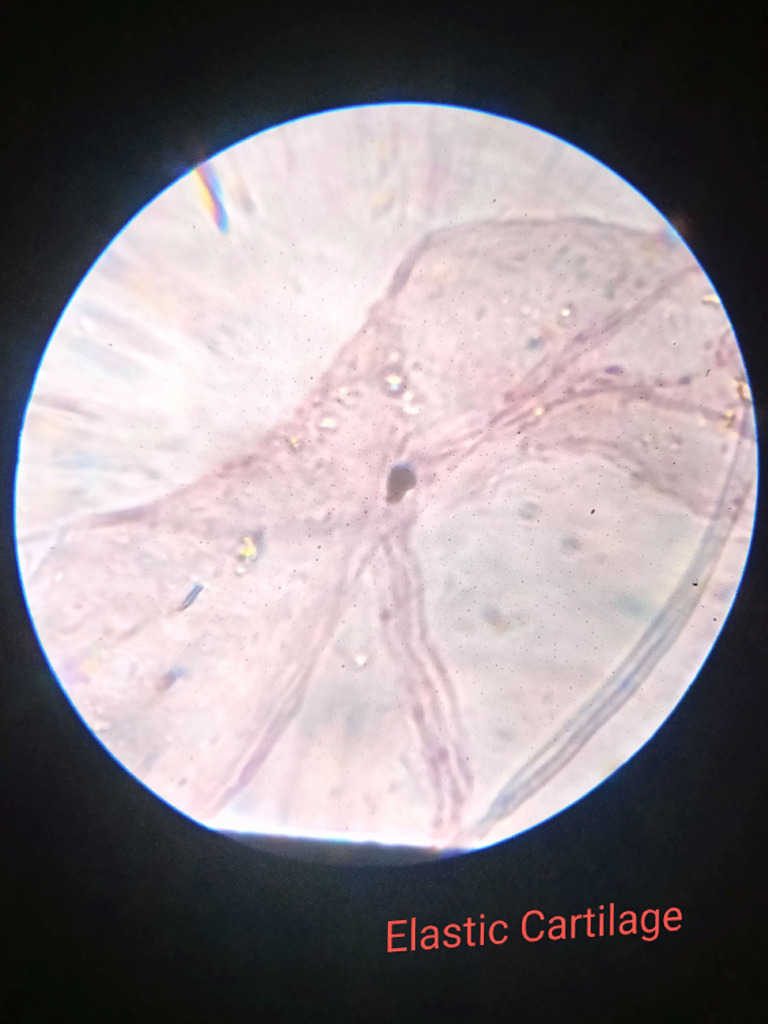 Cartilage | PDF
