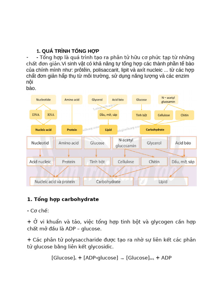 Quá Trình Tổng Hợp Ở VSV | PDF