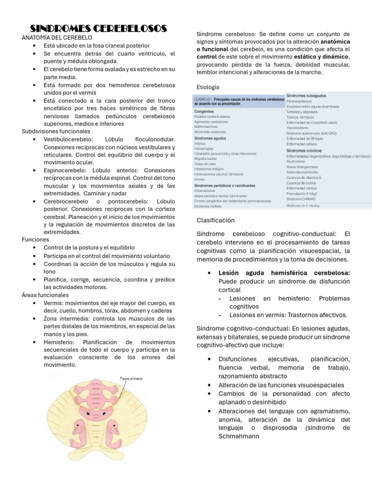 Guía Neuro 2P | PDF | Cerebelo | Carrera