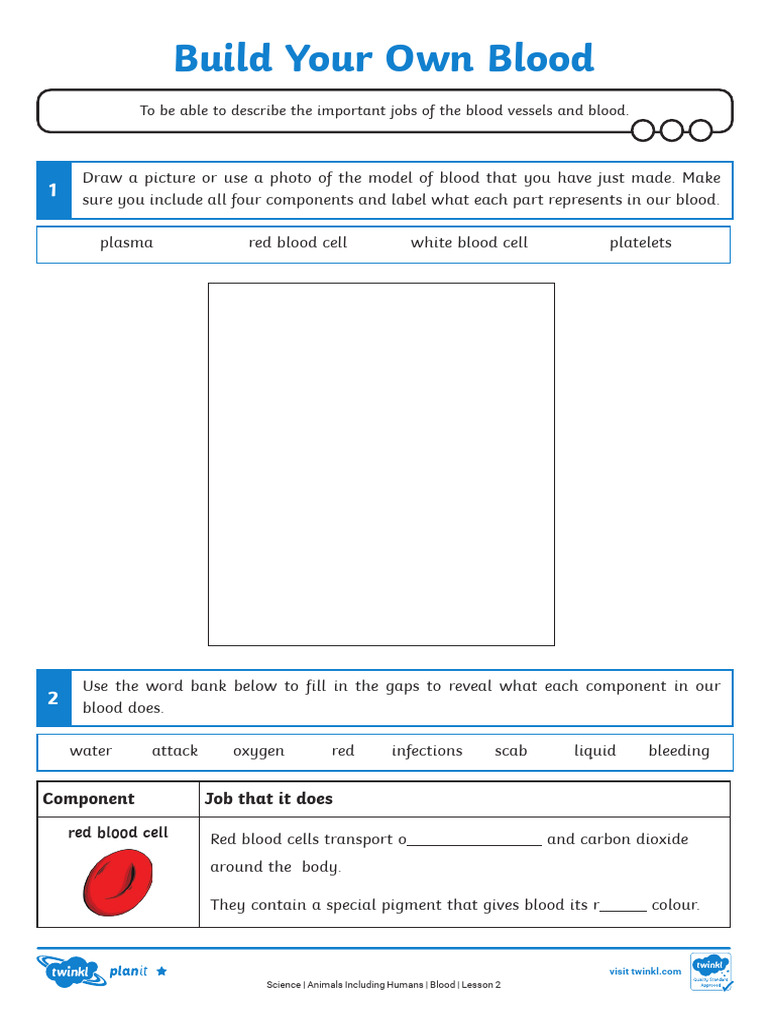 Build Your Own Blood Activity Sheet | PDF | Blood | Blood Cell
